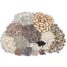 Seeds, Dicot | Carolina Biological Supply