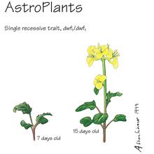 Wisconsin Fast Plants® AstroPlants, Seeds | Carolina Biological Supply