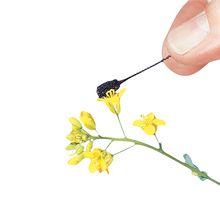 Pollination Wands, Pack of 12 | Carolina Biological Supply