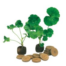 Jiffy-7 Pellets, Pack of 100 | Carolina Biological Supply