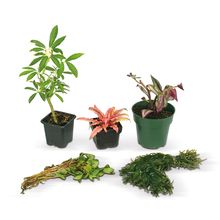 River Tank Plant Set | Carolina Biological Supply