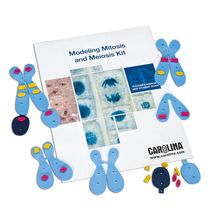 Modeling Mitosis and Meiosis 1-Station Kit | Carolina Biological Supply
