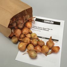 Onion Bulblets, Pack of 30 | Carolina Biological Supply