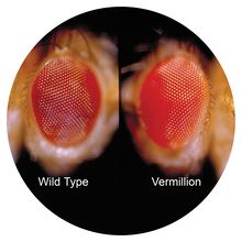 Drosophila, Living, vermilion, Chromosome 1 Mutant, Vial of 25–30 ...