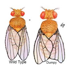 Drosophila, Living, dumpy, Chromosome 2 Mutant, Vial of 25–30 ...