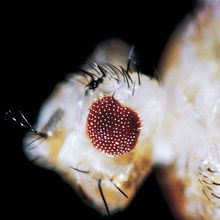 Drosophila, Living, eyeless, Chromosome 4 Mutant, Vial of 25–30 ...