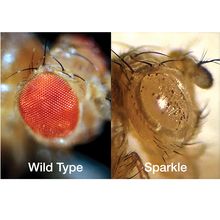 Drosophila, Living, sparkle, Chromosome 4 Mutant, Vial of 25–30 ...