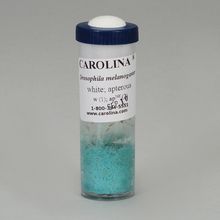 Drosophila, Living, white(1); apterous(2), Multichromosomal Mutant ...