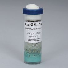 Drosophila, Living, vestigial(2); ebony(3), Multichromosomal Mutant ...