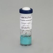 Drosophila, Living, vestigial(2); sepia(3), Multichromosomal Mutant ...