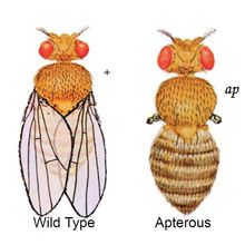 Drosophila, Living, Apterous, Extra-Large Culture | Carolina Biological ...
