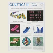 Genetics III Poster | Carolina Biological Supply