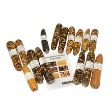 Corn Genetics Set | Carolina Biological Supply