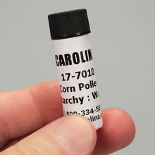 Corn Pollen, Starchy:Waxy | Carolina Biological Supply