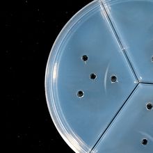 Antigen-Antibody Sets | Carolina Biological Supply