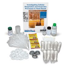 Investigating Cellular Respiration and Anaerobic Processes in Yeast ...