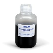 Bacterial Protease, Liquid, 100 mL | Carolina Biological Supply