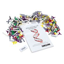 DNA Structure and Function Model Kit | Carolina Biological Supply
