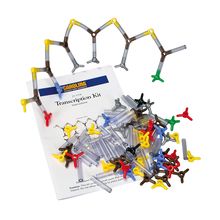 Transcription DNA Molecular Model Kit | Carolina Biological Supply