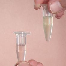 Assay for Antibiotic Resistance Kit | Carolina Biological Supply