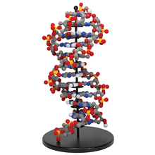Dynamic DNA Kit© | Carolina Biological Supply