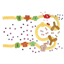 Synapse Construction Kit© | Carolina Biological Supply