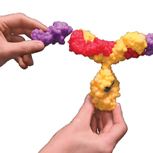 Antibody and Antigen Models Set | Carolina Biological Supply