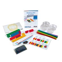Modeling DNA to Protein Kit | Carolina Biological Supply