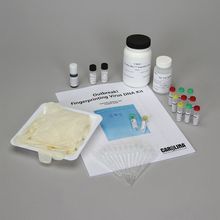Outbreak! Fingerprinting Virus DNA Kit | Carolina.com