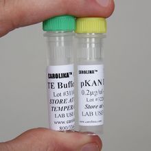 pKAN Plasmid | Carolina Biological Supply