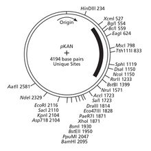 pKAN Plasmid, 20 µg (100 µL; 0.2 µg/µL) | Carolina Biological Supply