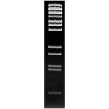 Lambda DNA/Bst EII Molecular Weight Marker, 50 µg/200 µL | Carolina ...