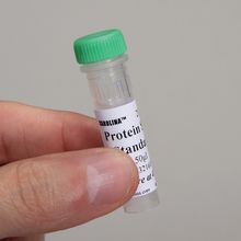 Protein Size Standards, 50 µL | Carolina Biological Supply