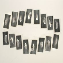 Serial Number Restoration Expansion Pack | Carolina Biological Supply