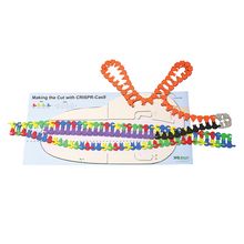 Making the Cut with CRISPR-Cas9© Set | Carolina Biological Supply