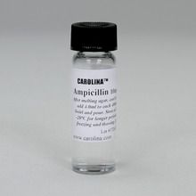 Ampicillin Solution and Dry Powder | Carolina Biological Supply