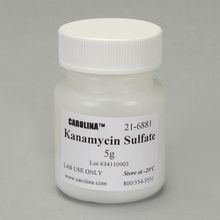 Kanamycin Dry Powder, 5 g | Carolina Biological Supply
