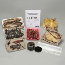Studying Classification with Cladograms Kit | Carolina Biological Supply