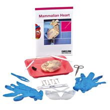 Heart Dissection Student Kit | Carolina Biological Supply