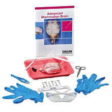Advanced Brain Dissection Student Kit | Carolina Biological Supply