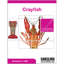 Crayfish Dissection Digital Resources | Carolina Biological Supply