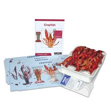Crayfish Dissection BioKit® | Carolina Biological Supply