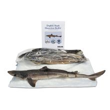 Shark Dissection BioKit® | Carolina Biological Supply