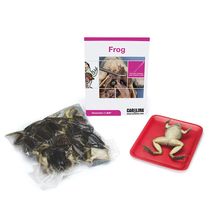 Frog Dissection BioKit® | Carolina Biological Supply