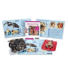 Advanced Frog Dissection BioKit® | Carolina Biological Supply
