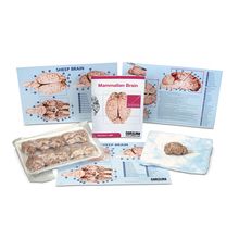 Mammalian Brain Dissection BioKit® with Dissection Mats | Carolina ...