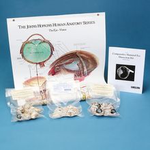 Comparative Mammalian Eye Dissection Kit | Carolina Biological Supply