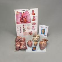 Comparative Mammalian Heart Dissection Kit | Carolina Biological Supply