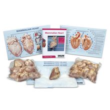 Mammalian Heart BioKit® with Dissection Mats | Carolina Biological Supply