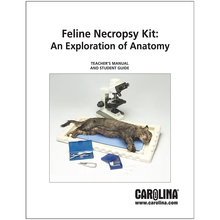 Feline Necropsy: An Exploration of Anatomy Digital Resources | Carolina ...